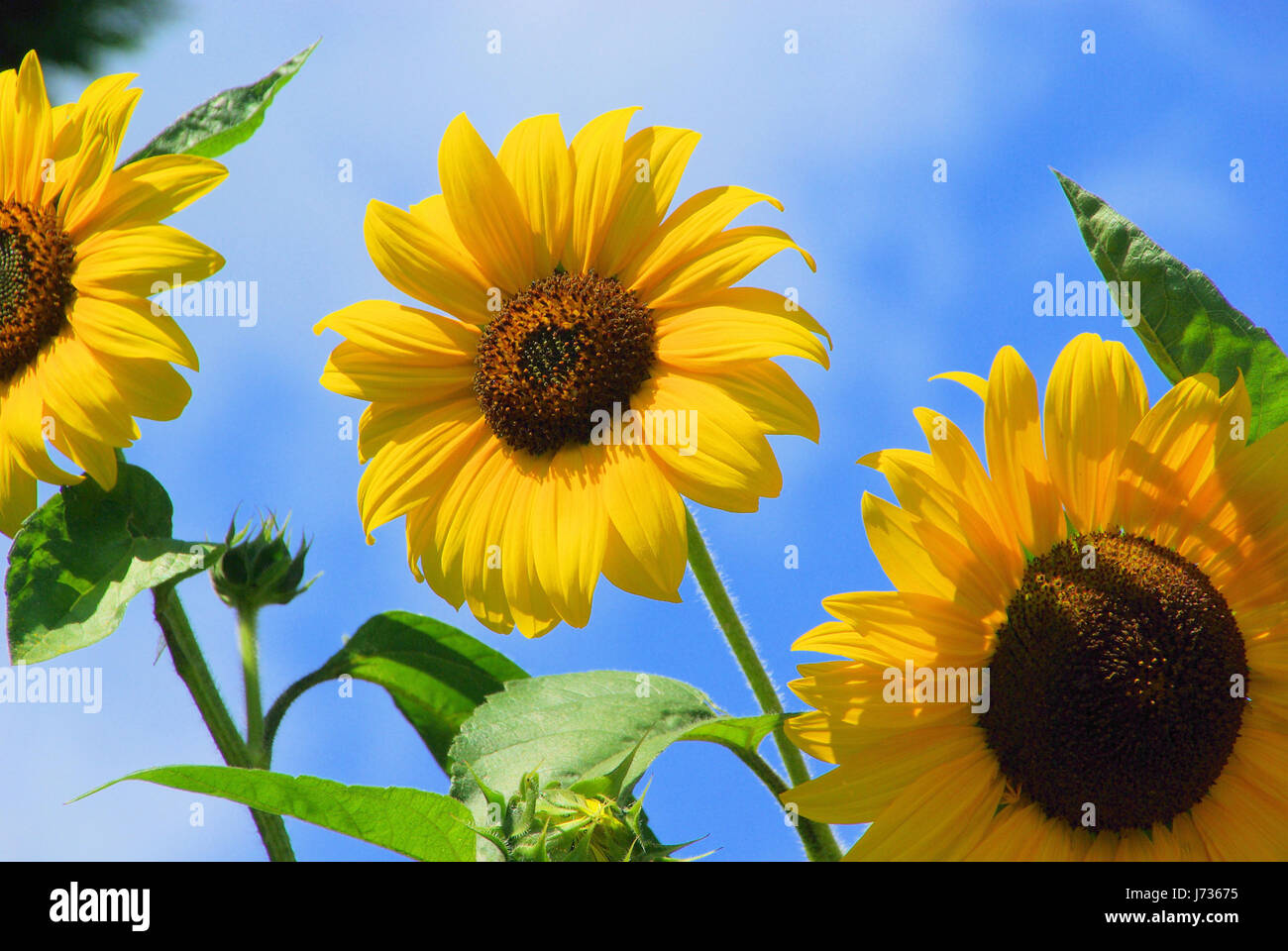 sunflowers - sunflowers 33 Stock Photo - Alamy