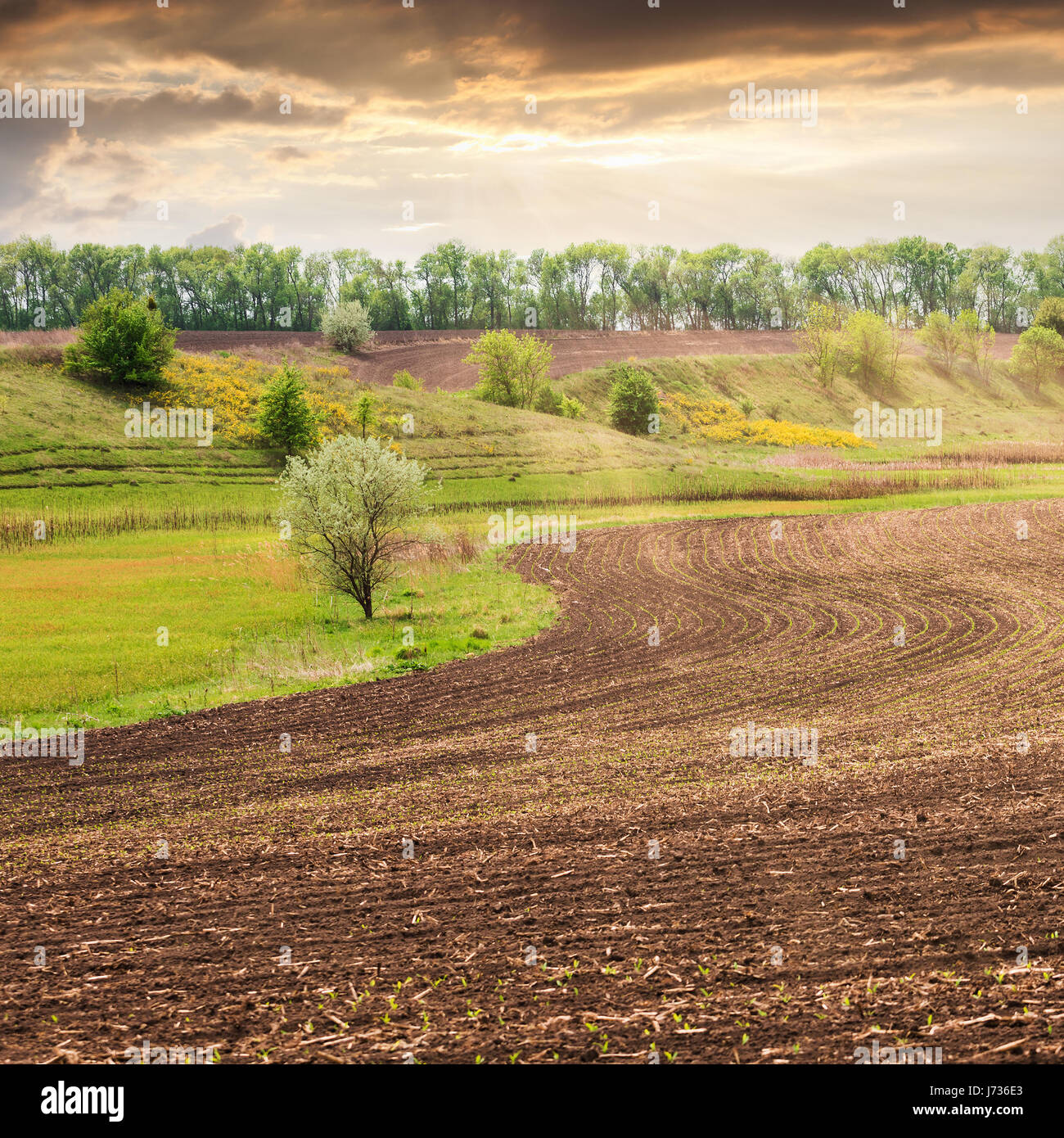 Beautiful Ukrainian landscape with a spring field after planting Stock ...