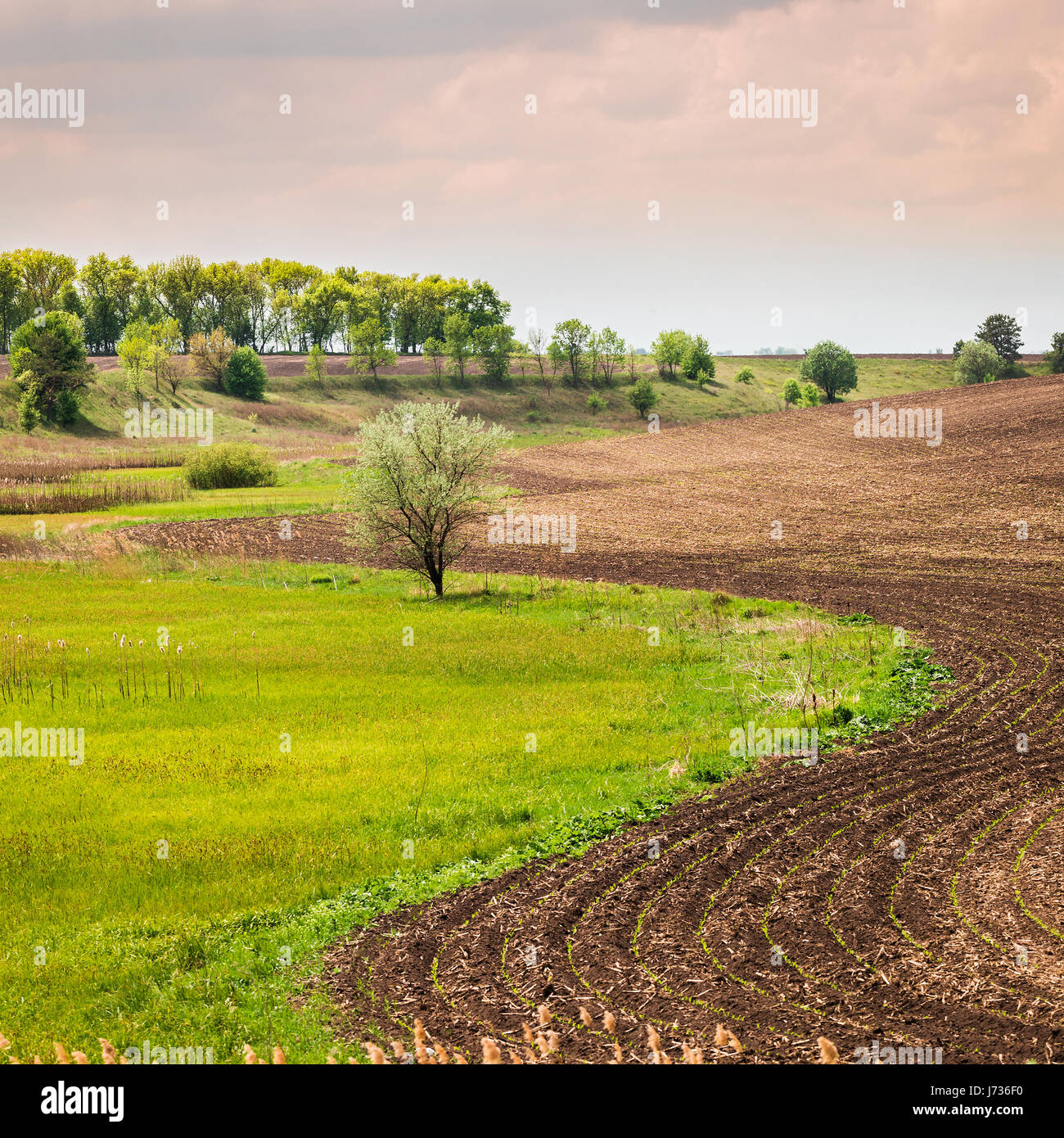 Beautiful Ukrainian landscape with a spring field after planting Stock ...