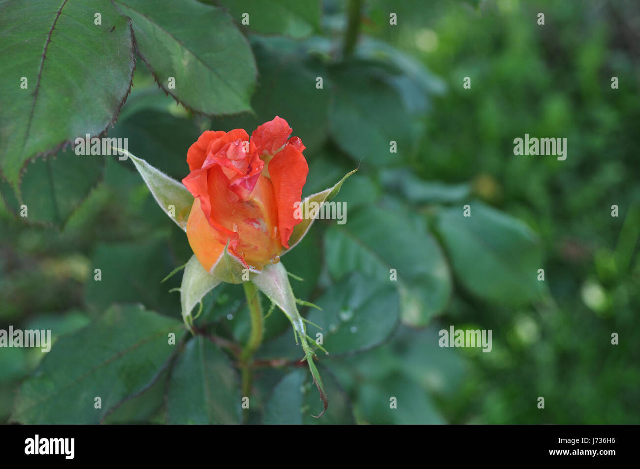 flower plant rose shrub perennial vine grape vine grape-vine leaf tree ...