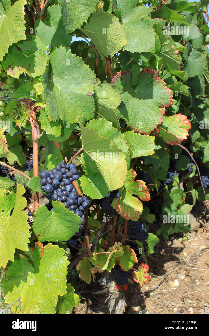 grapes vintage vineyard vines fruit champagne wineyard vine grape vine ...