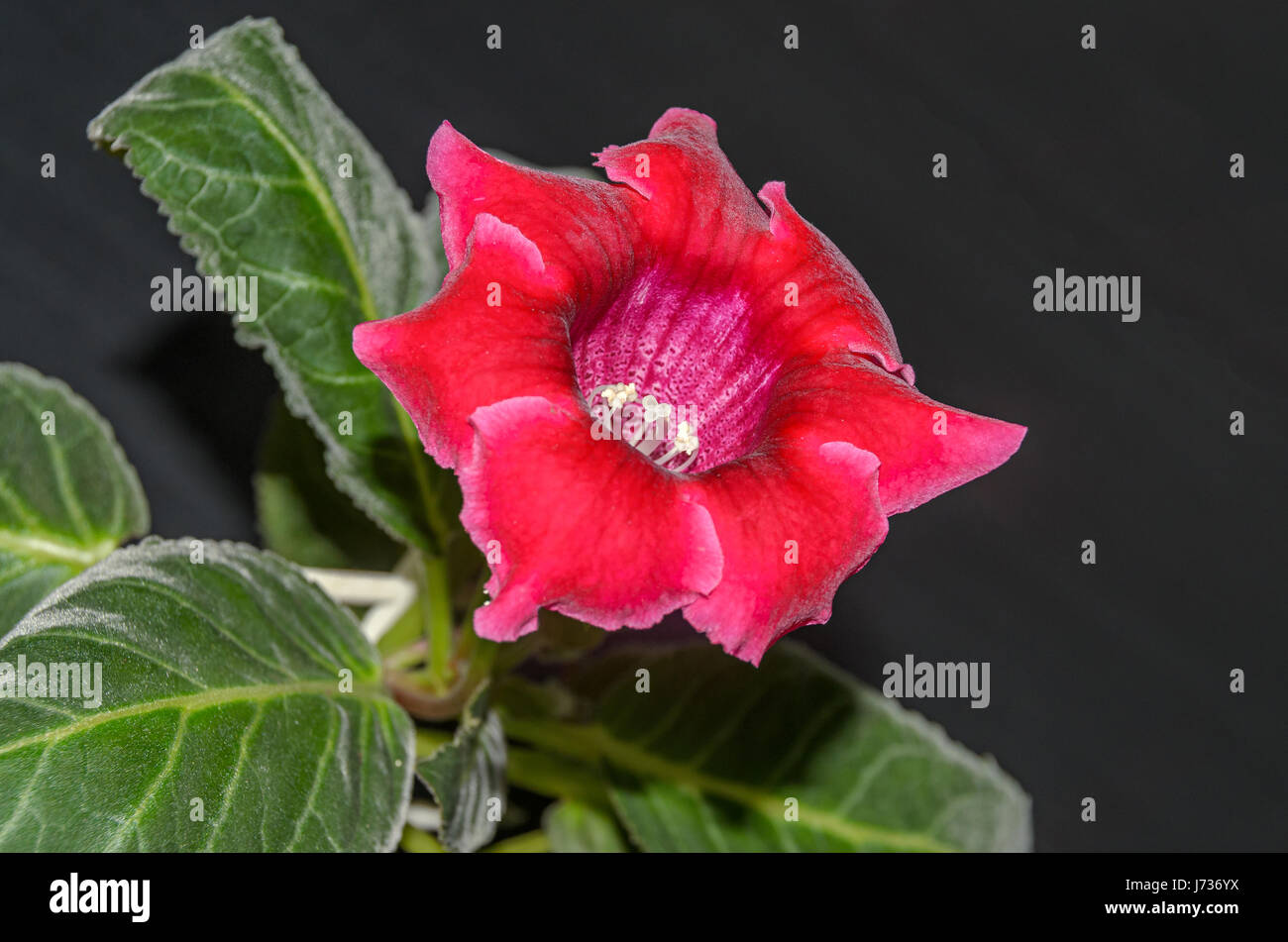 Purple gloxinia flower, family Gesneriaceae, close up Stock Photo - Alamy
