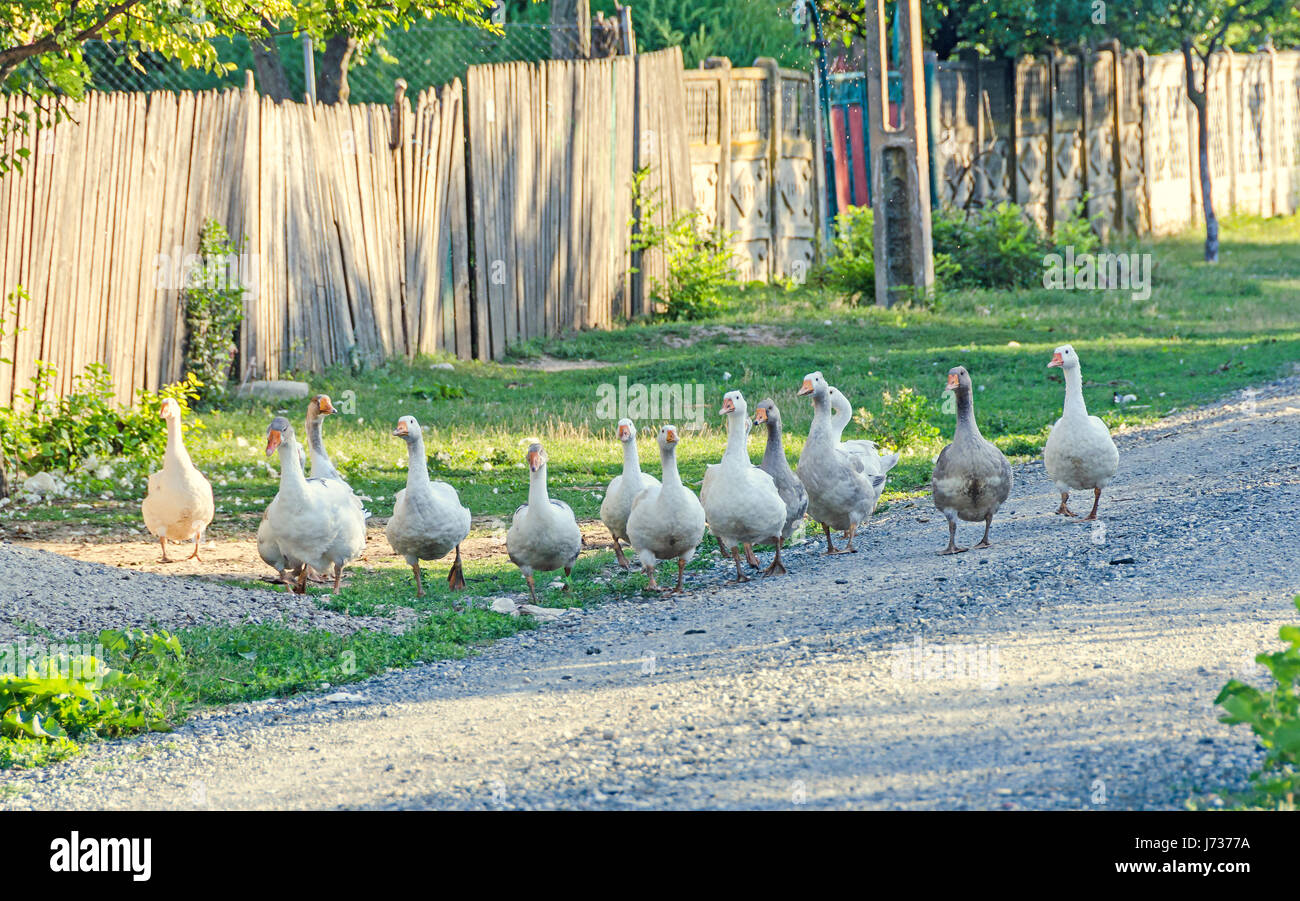 White geese with orange beak, countryside, close up Stock Photo - Alamy