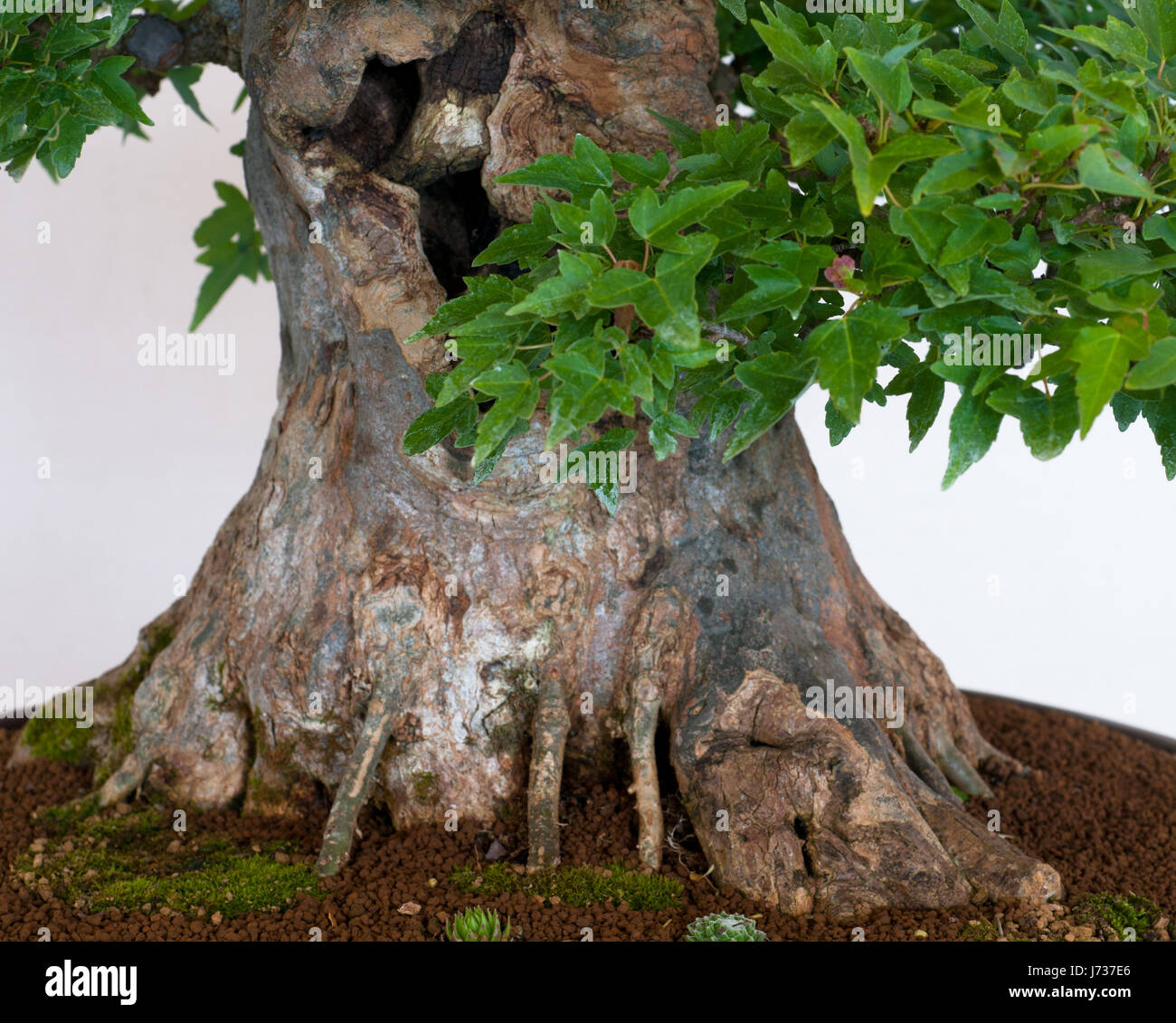 nebari a maple tree Stock Photo - Alamy