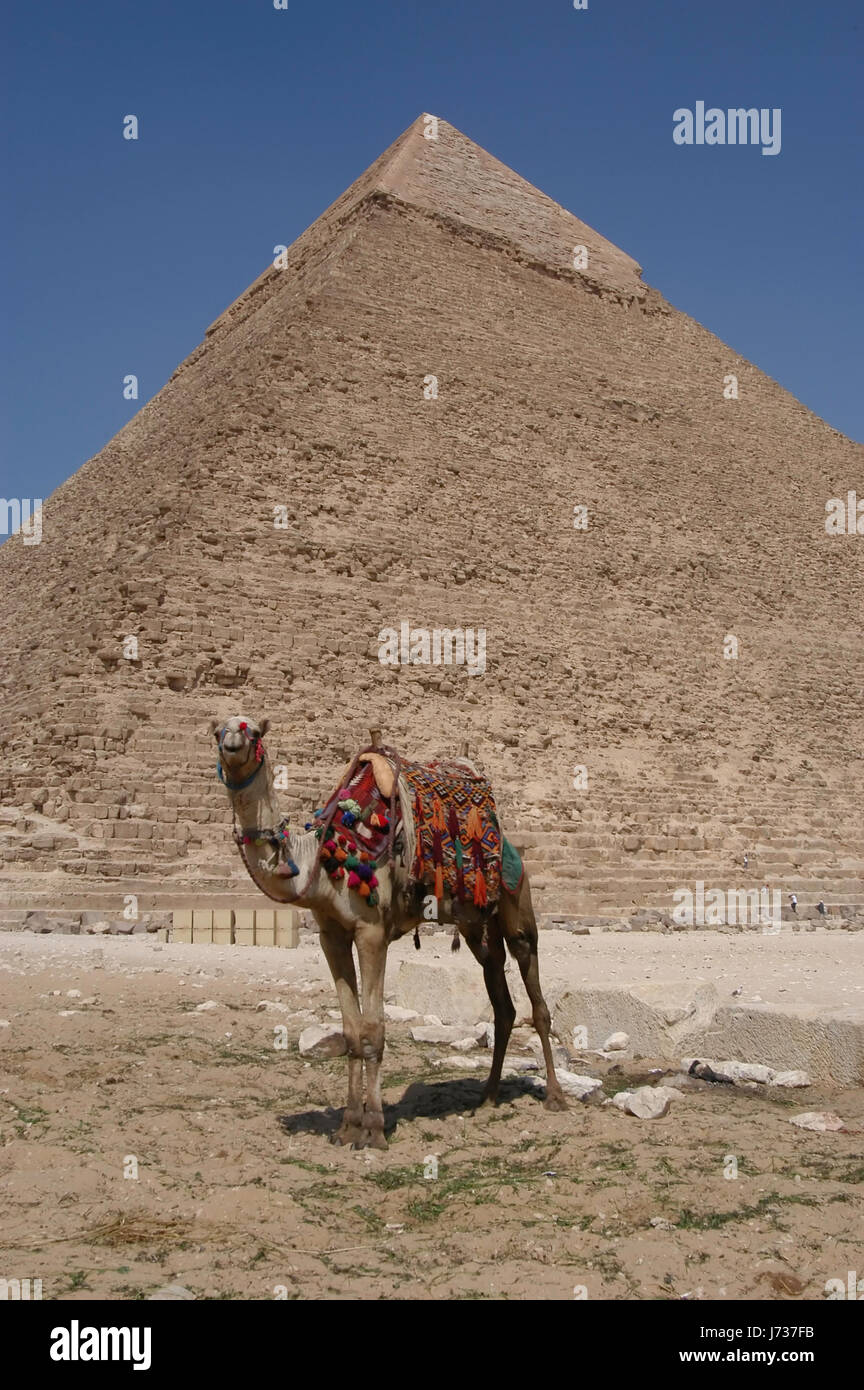 pyramid with camel Stock Photo - Alamy