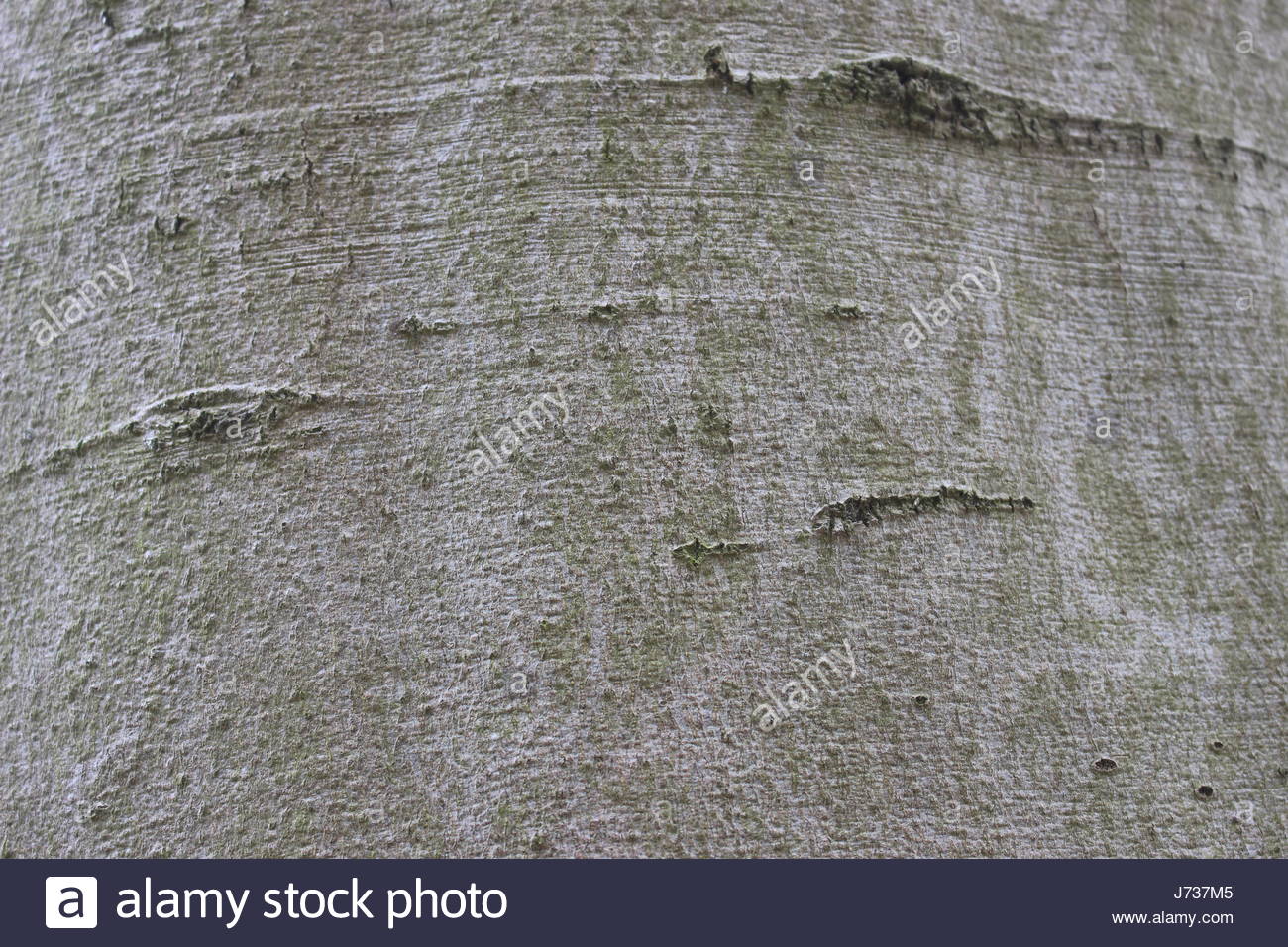 Beech Bark Stock Photos & Beech Bark Stock Images - Alamy