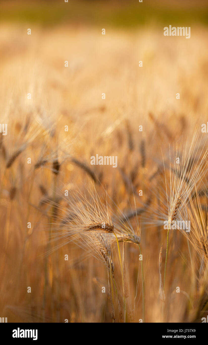 wheat fields in summer Stock Photo - Alamy