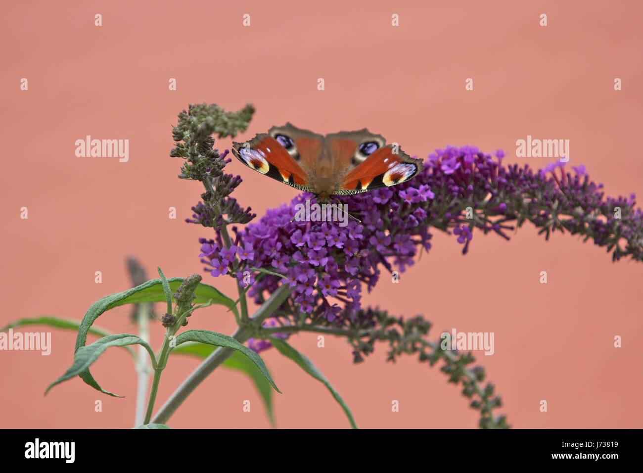 insect flower plant butterfly backdrop background blue beautiful ...