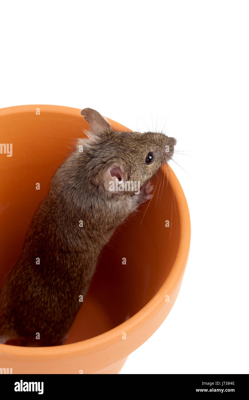 isolated rodent mouse dirty pot white isolated animal mammal male ...