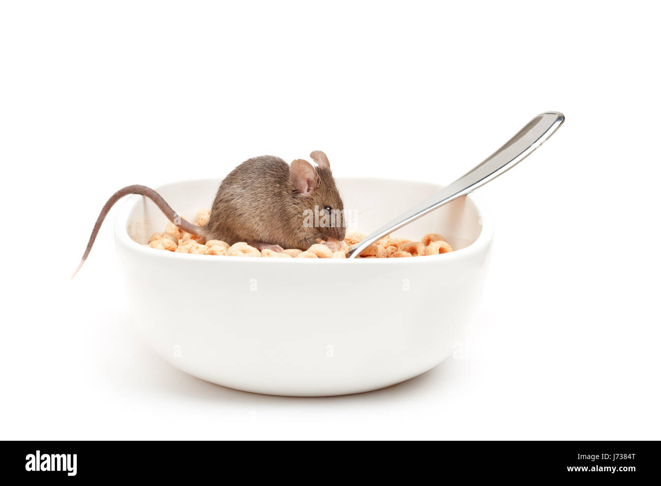 Disgusting mouse Cut Out Stock Images & Pictures - Alamy