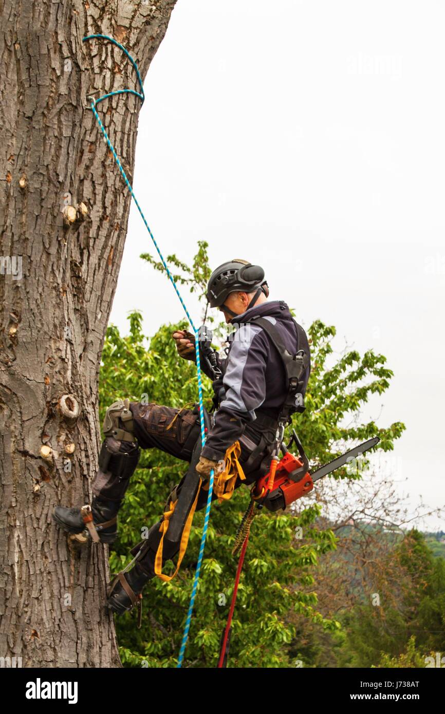 Lumberjack with saw and harness pruning a tree. Arborist work on old ...