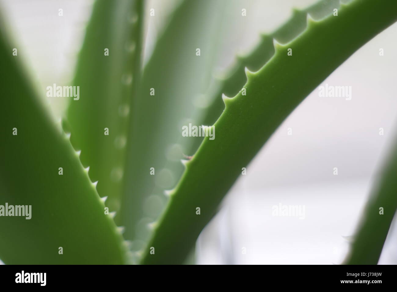 Closeup Aloe Vera plant Stock Photo - Alamy