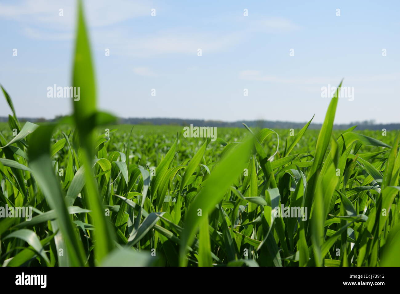 The stems of young plants of grain crops in the field Stock Photo - Alamy