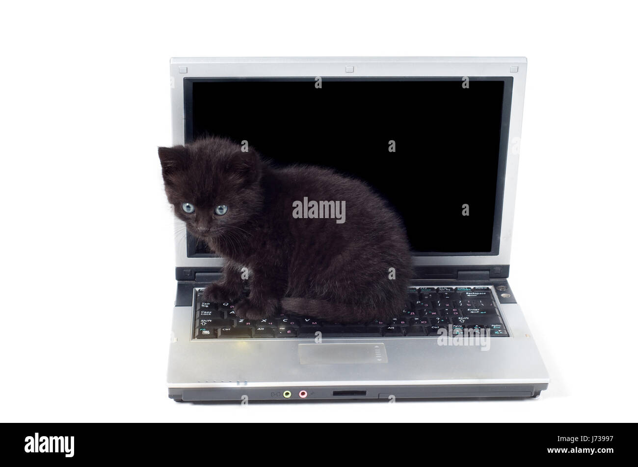 laptop notebook computers computer small tiny little short cat baby ...