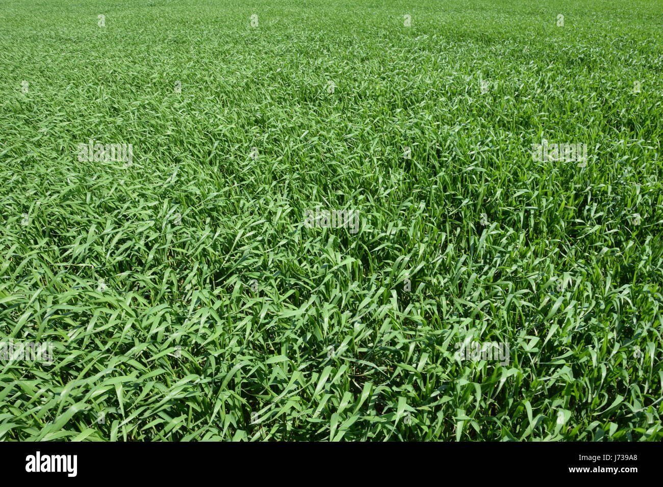 The stems of young plants of grain crops in the field Stock Photo - Alamy