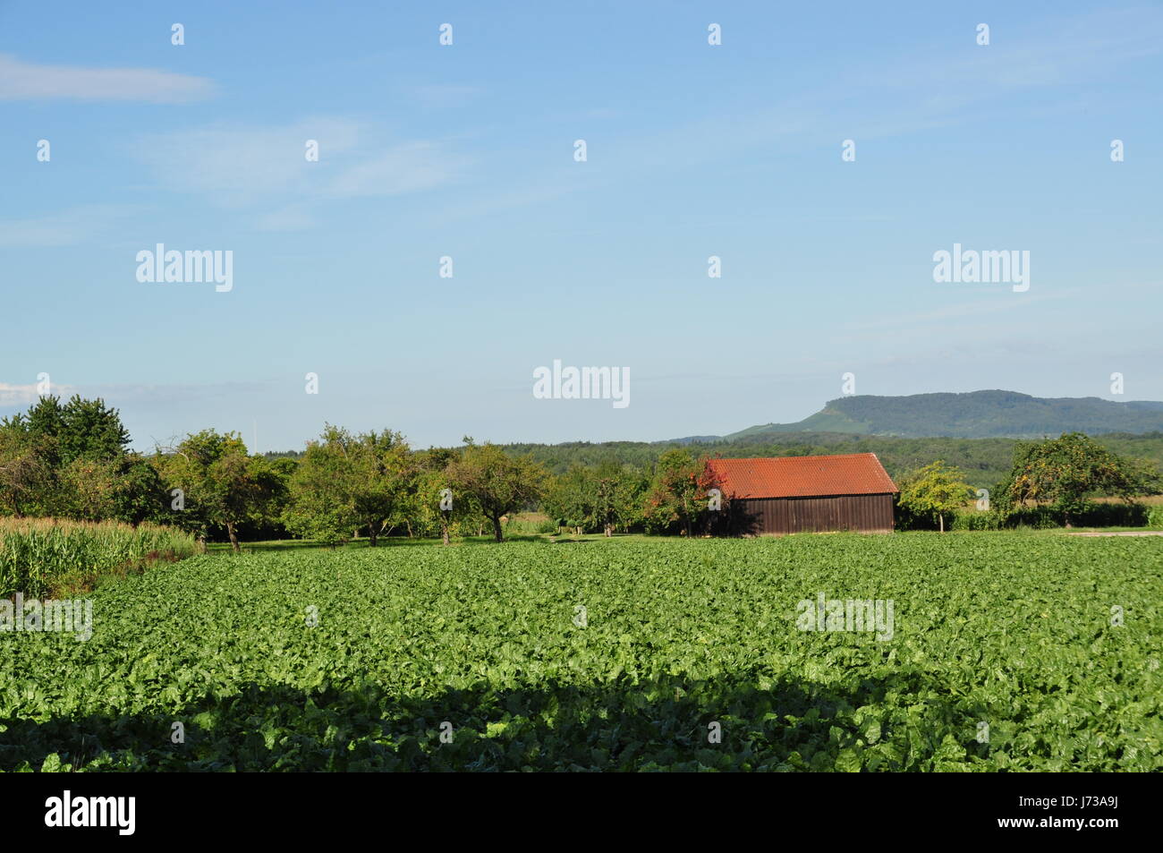 barn grow scenery countryside nature meadow grass lawn green wind green ...