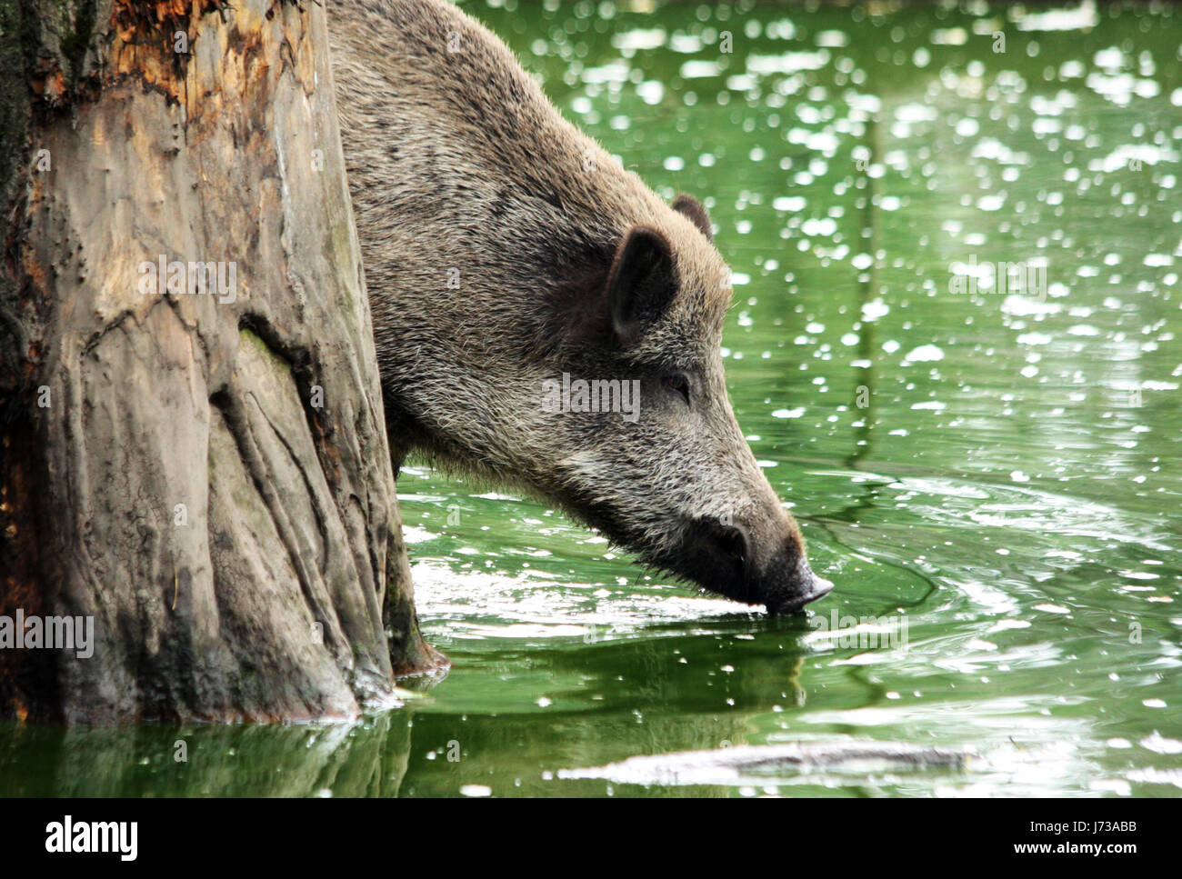 wild boar pig food aliment green eyes ears skin wild boar pig cooling ...