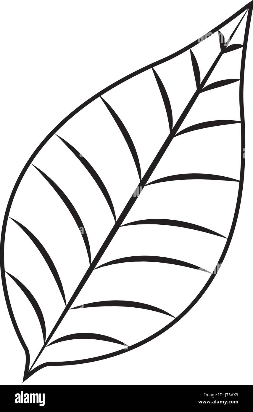 nature leave foliage botanical image Stock Vector Image & Art - Alamy