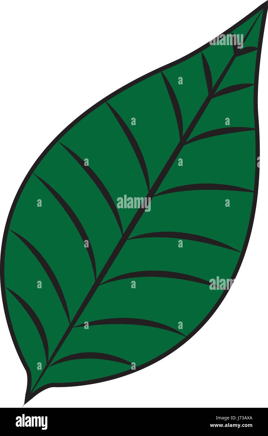 nature leave foliage botanical image Stock Vector Image & Art - Alamy