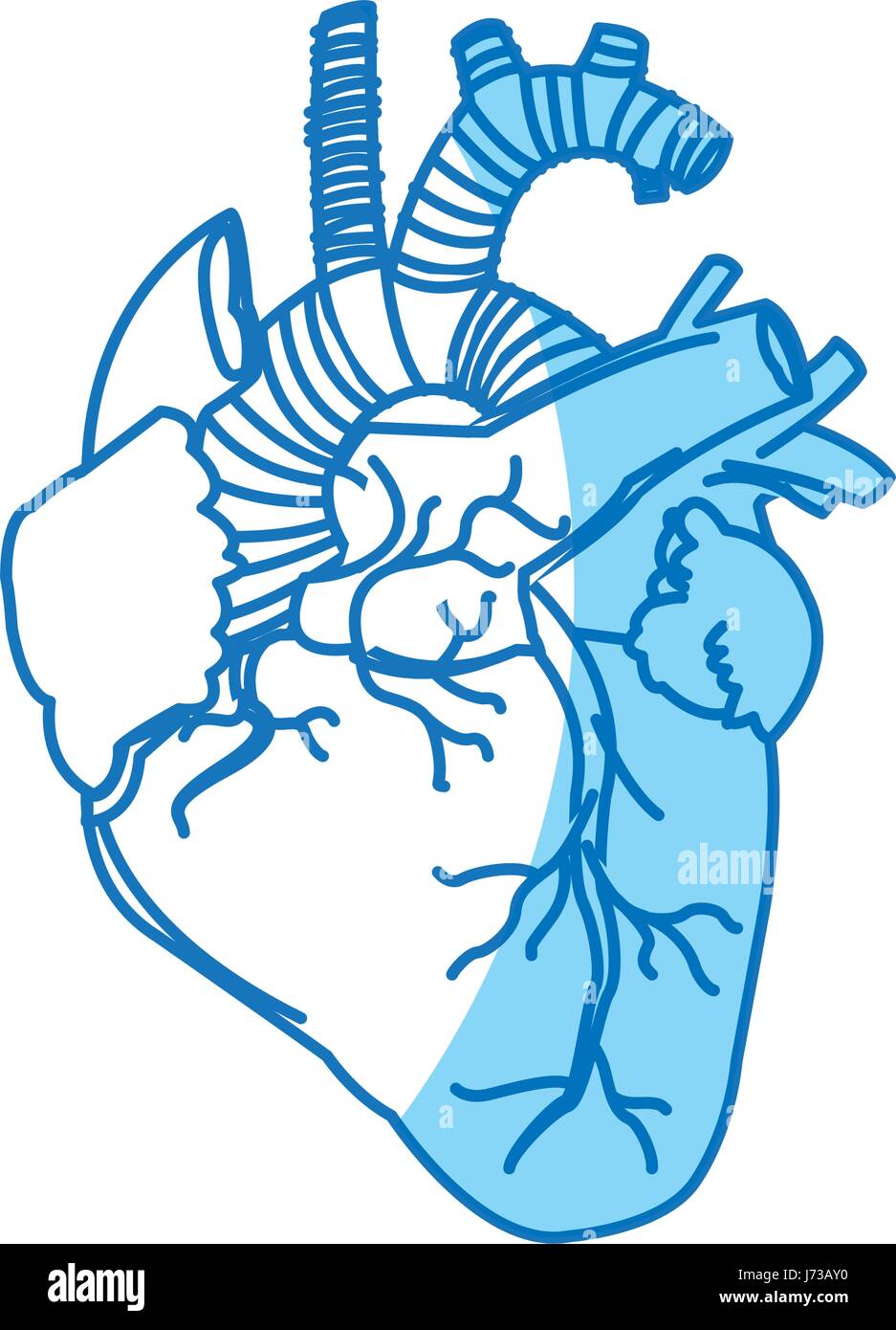 human heart - anatomy biology healthy image Stock Vector Image & Art ...