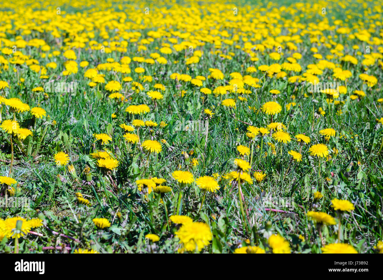 Field of yellow dandelions. Nature spring background Stock Photo - Alamy