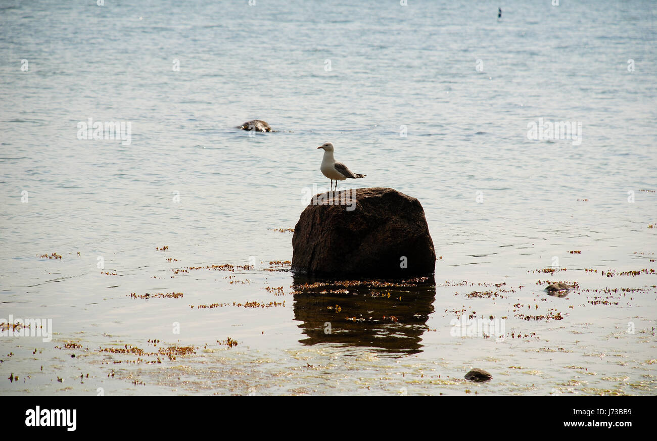 stone bird birds reprove put sitting sit water nature seagull gull ...