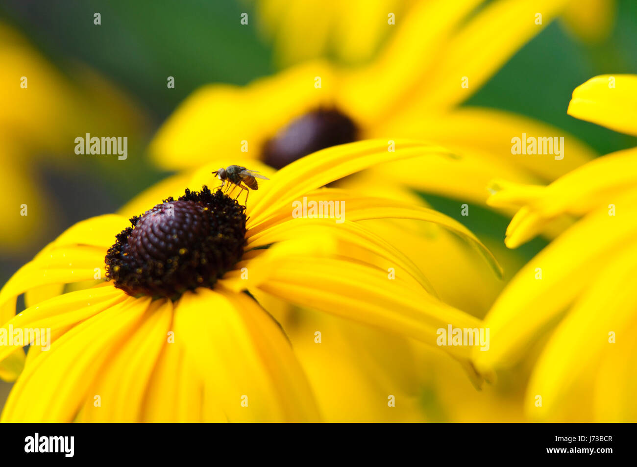 bloom blossom flourish flourishing yellow garden flower plant bloom ...
