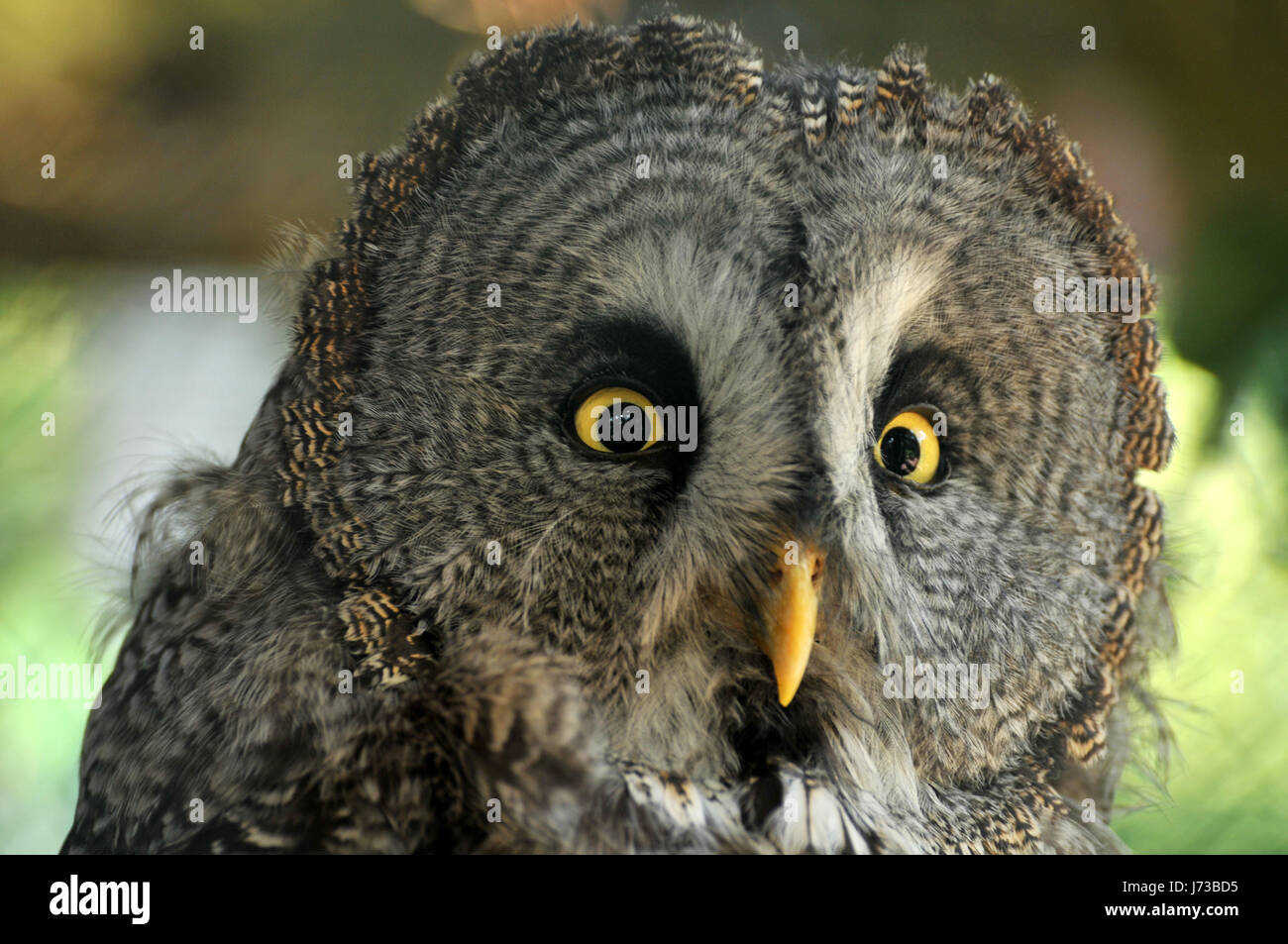 portrait eye organ raptor feathering owl bird portrait eye organ birds ...