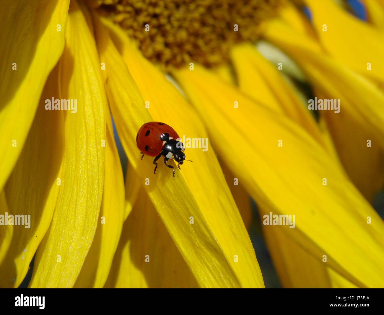 ladybug on sunflower Stock Photo - Alamy