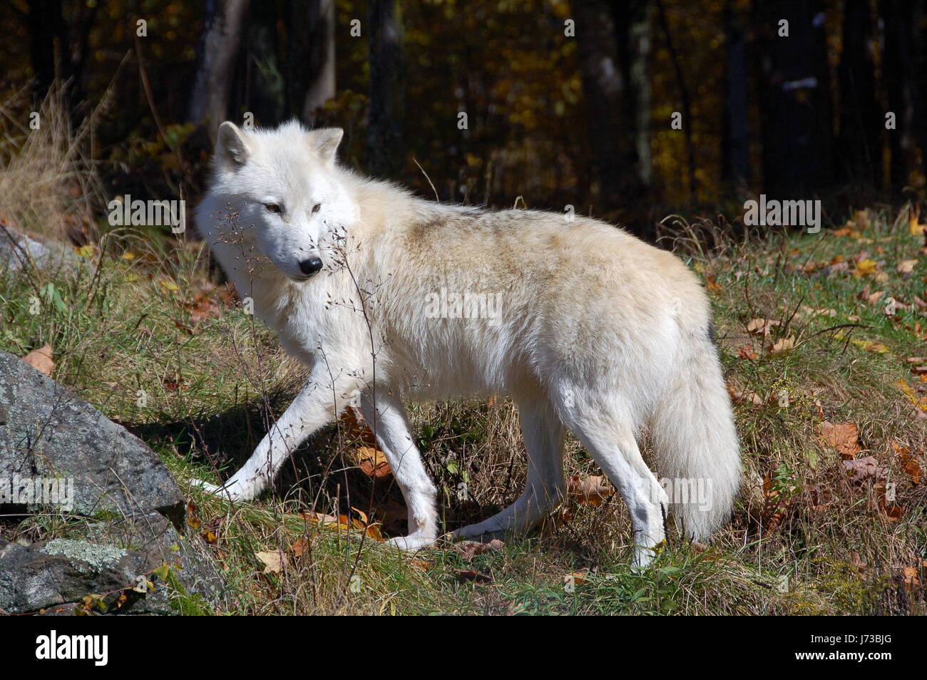 animal arctic fur canine canadian animal mammal arctic wild fur ...