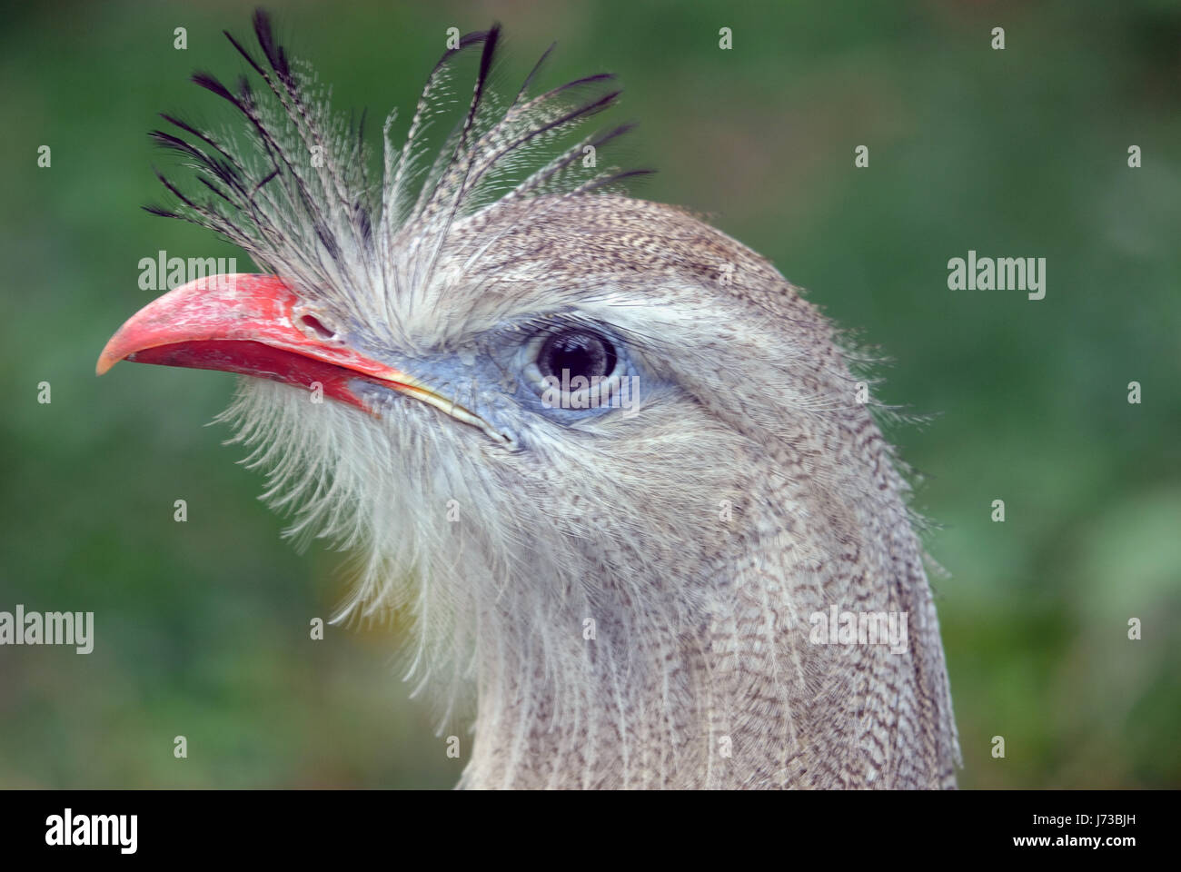 Colors Beak Eyes Color: And The Birds Of Paradise | Bird Academy