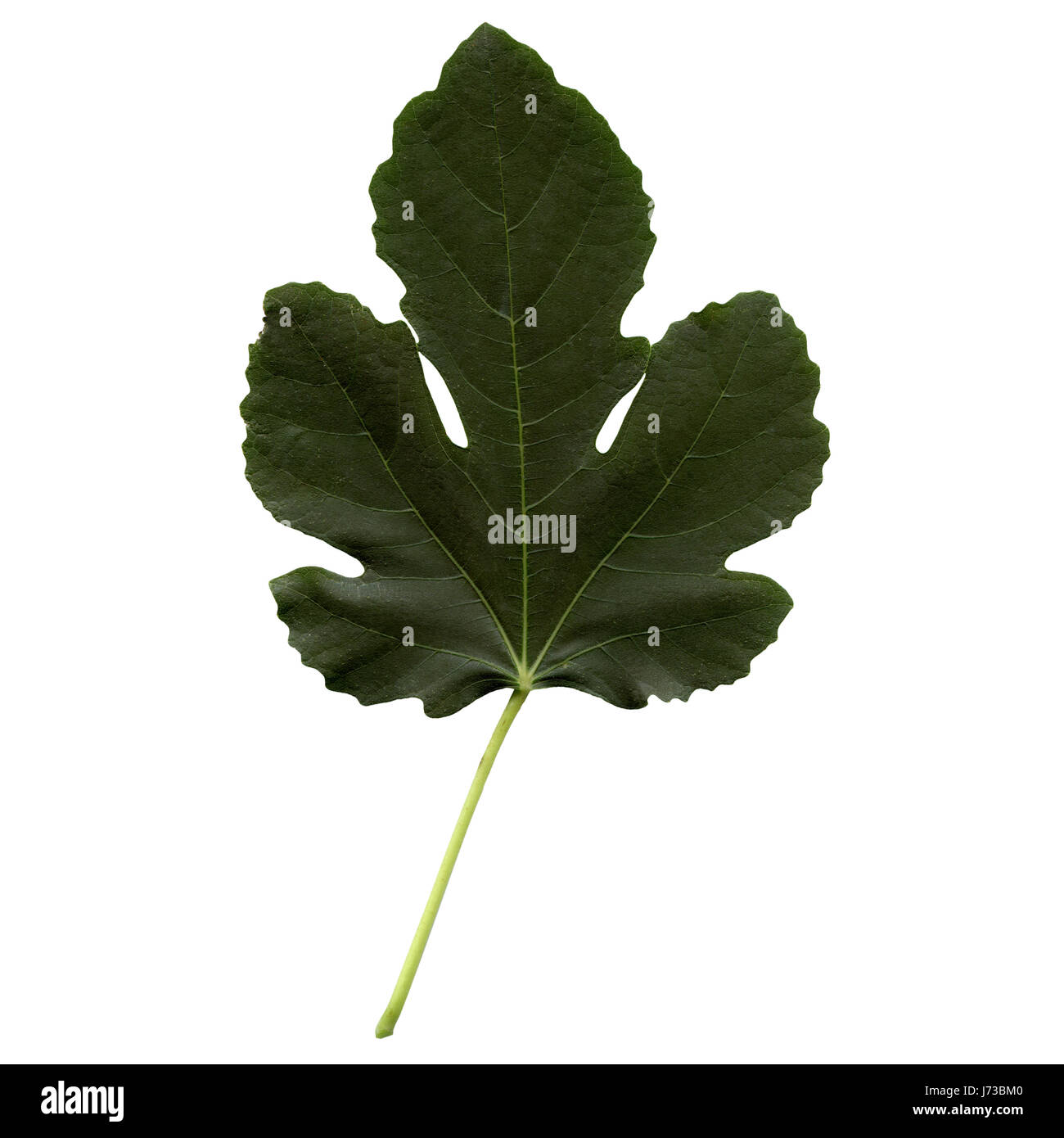 leaf tree leaves fig vegetation foliage plant nature natural leaf macro ...