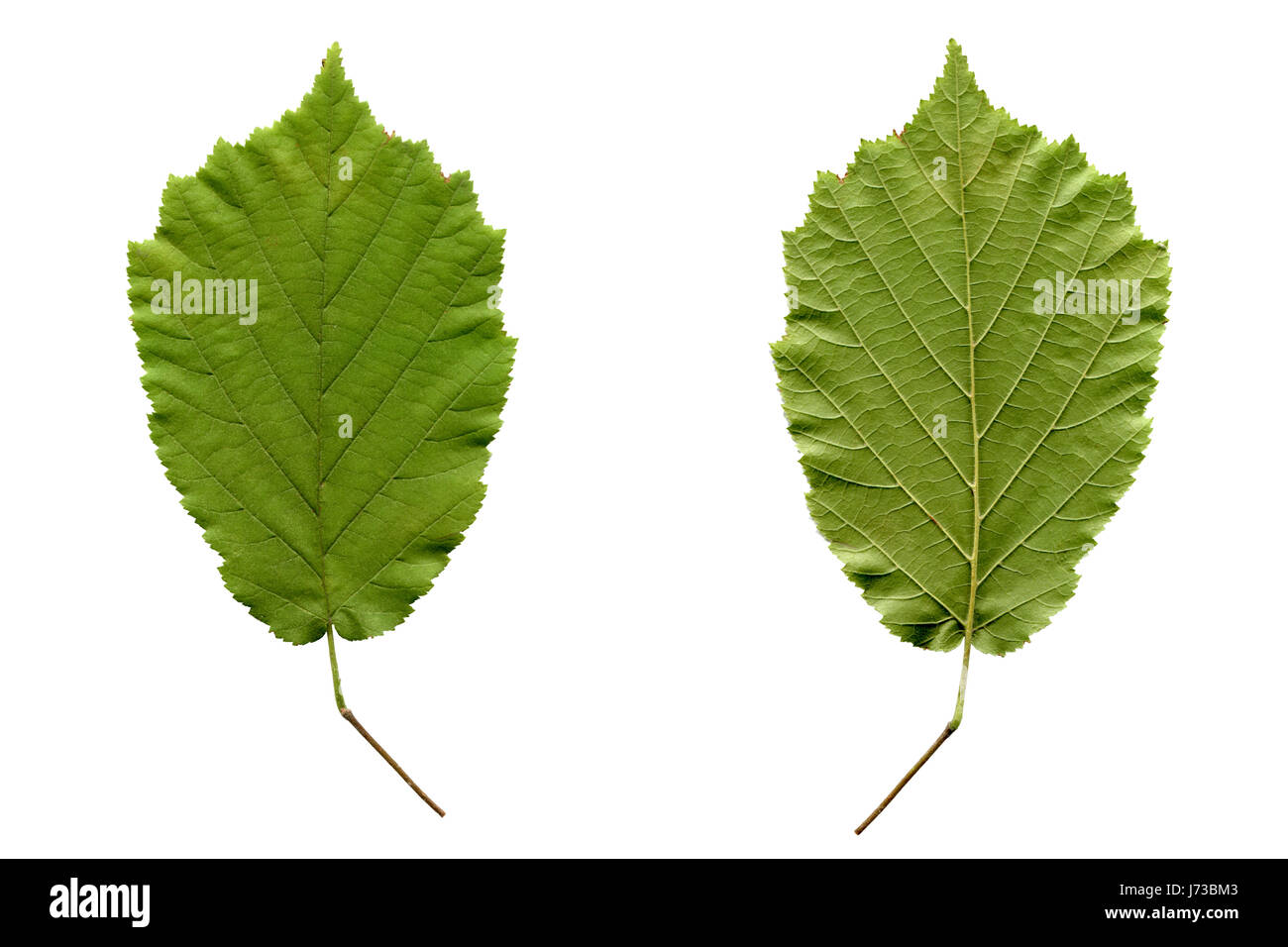 leaf tree leaves vegetation filbert hazelnut foliage plant nature ...