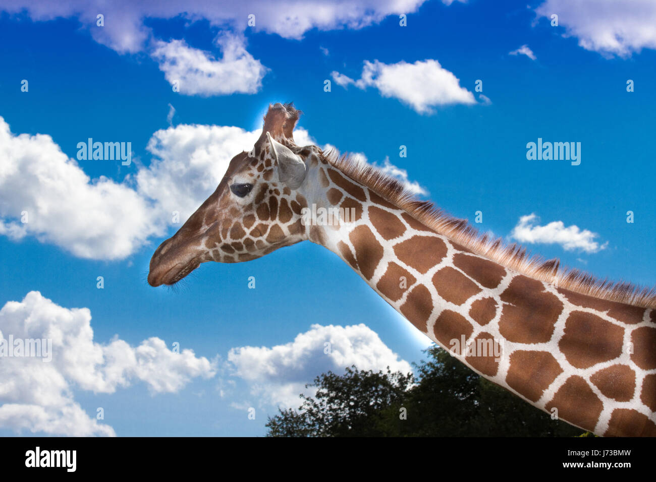 portrait look glancing see view looking peeking looking at giraffe high ...