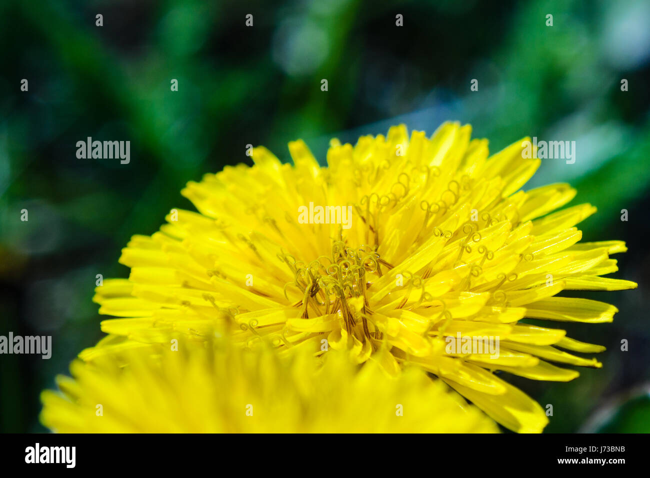 Close-up view of a yellow dandelion flower. Blooming bud of dandelion ...