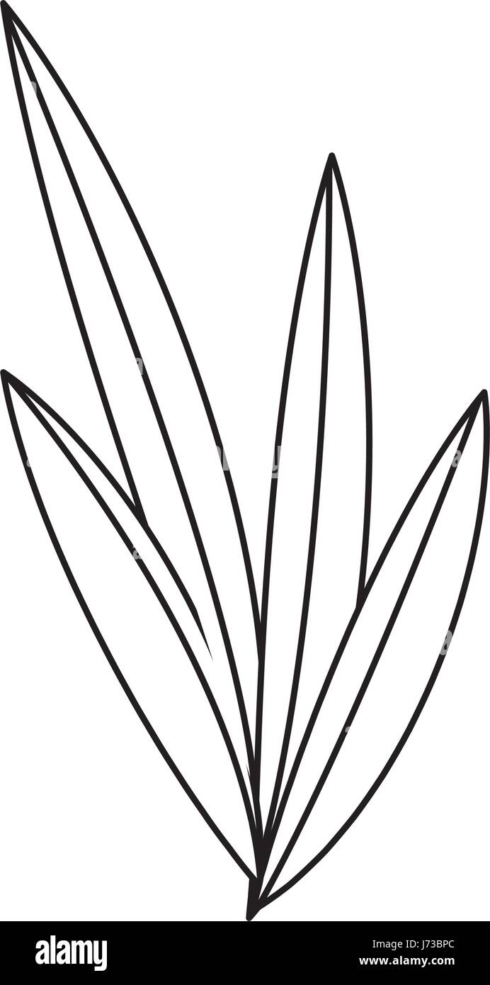 natural leaves foliage flora outline Stock Vector Image & Art - Alamy