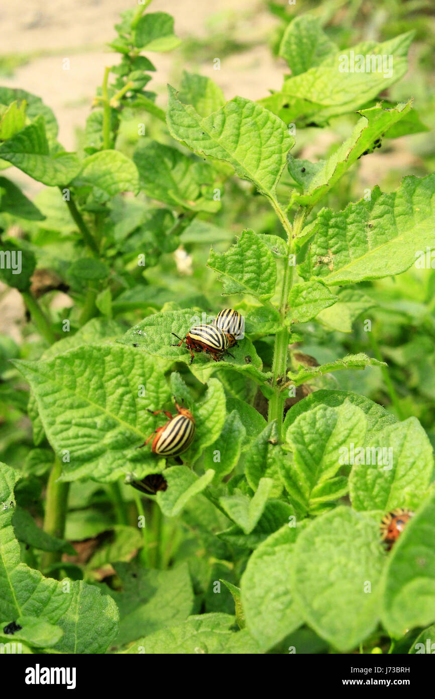 colorado gluttonous bugs gobble up the leaf of potato Stock Photo - Alamy