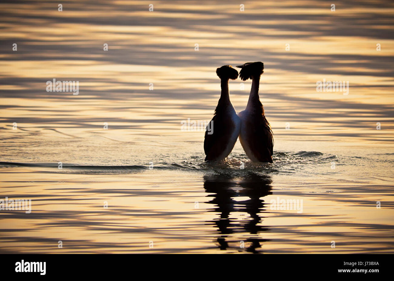 bird wedding marriage marriage ceremony wedding ceremony life ...