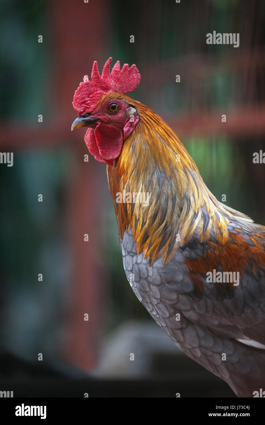 Farm animals rooster hi-res stock photography and images - Alamy