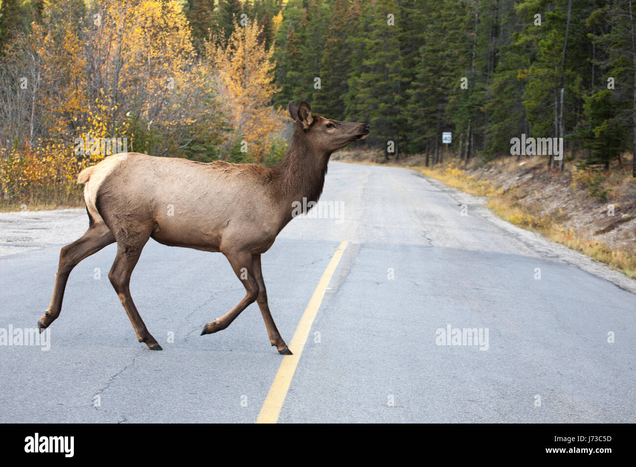 Female Elk High Resolution Stock Photography and Images - Alamy