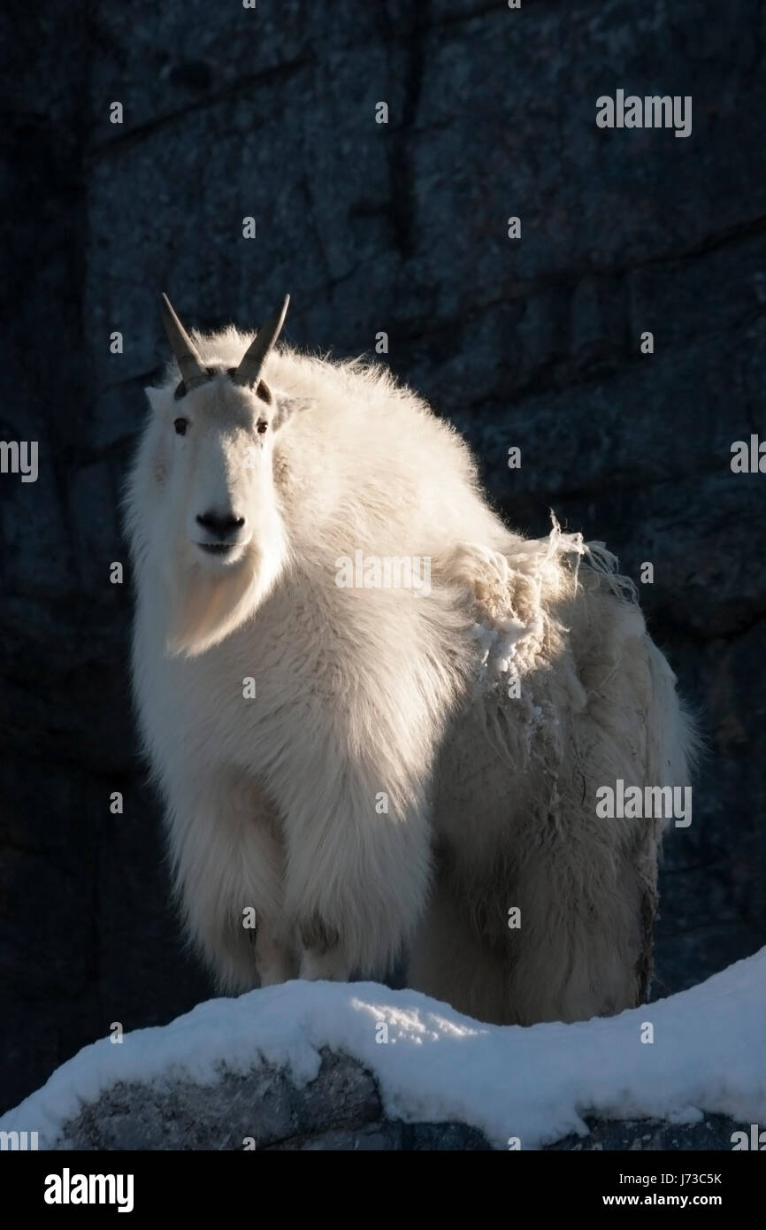 Zoo animal enclosures hi-res stock photography and images - Alamy