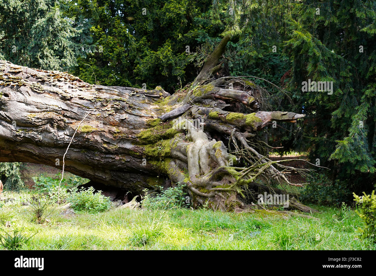tree disaster nature break tree trunk pine root disaster calamity ...