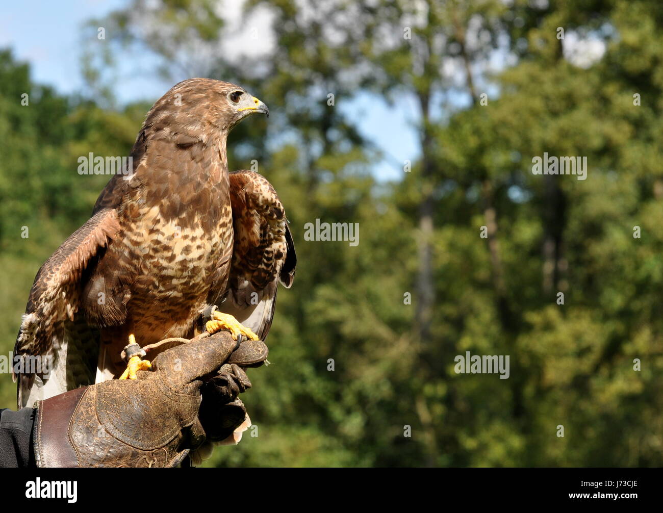 bird portrait birds raptor falconer buzzard hunting chase earnest ...