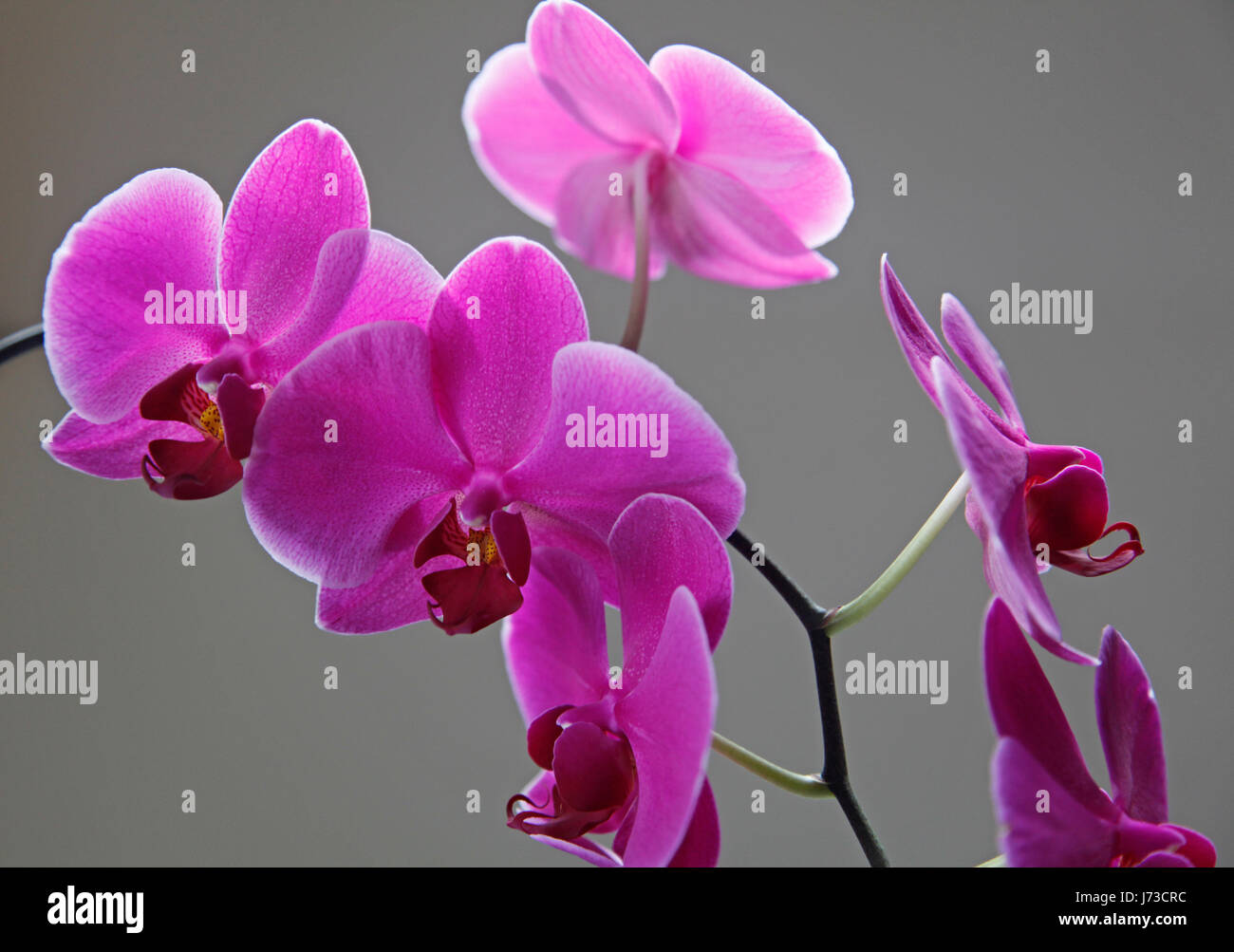 flower plant blossoms purple bleed orchid delicate colour shapes shape ...