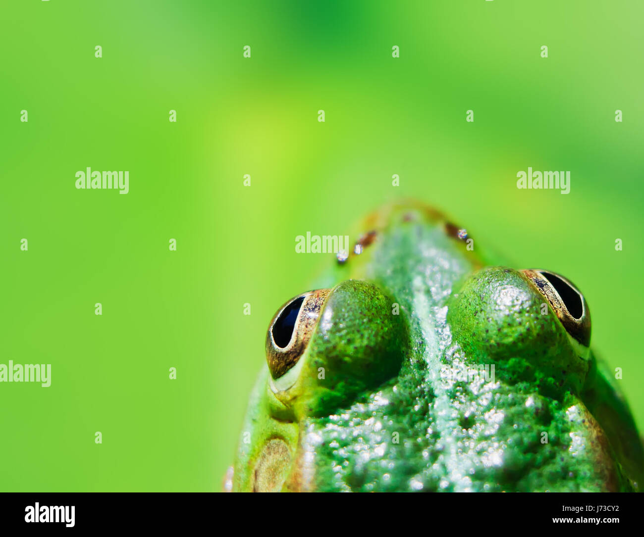 frog portrait from above Stock Photo - Alamy