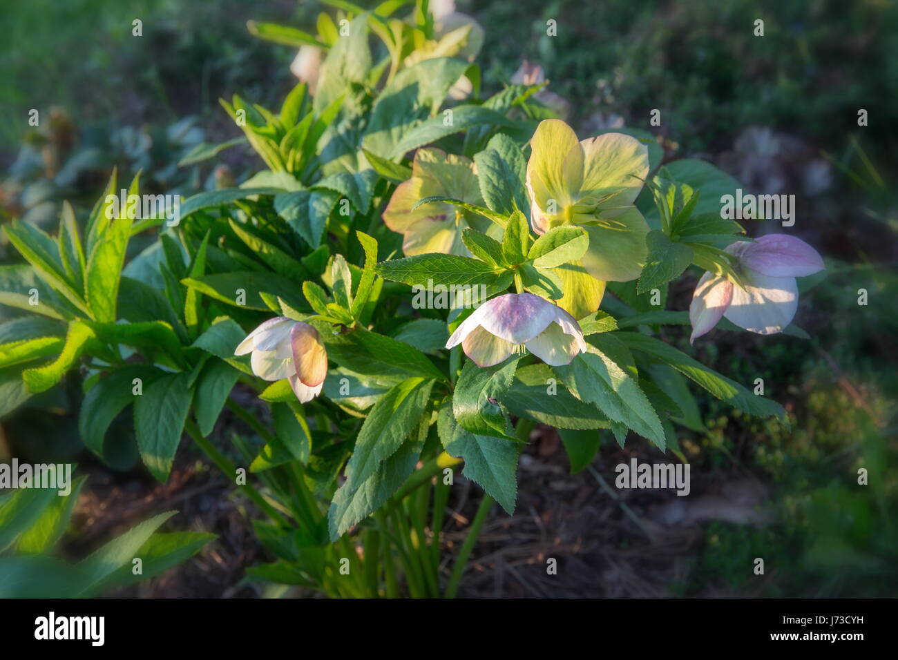 White hellebore Helleborus hybridus Stock Photo - Alamy