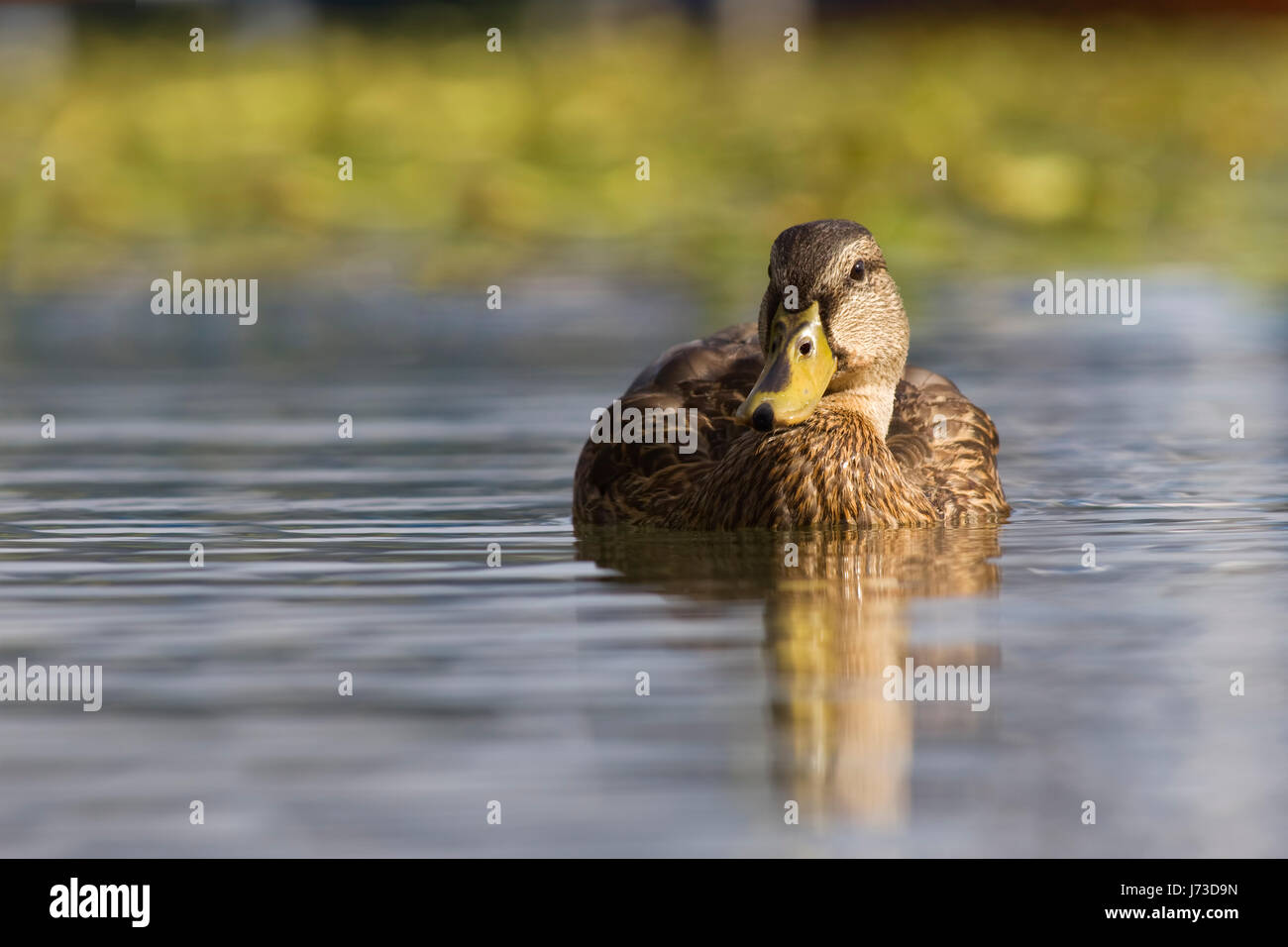 duck on a lake Stock Photo - Alamy