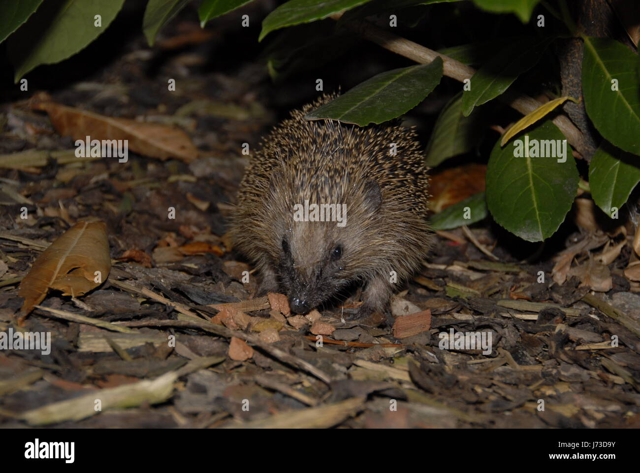 hedgehog at night Stock Photo - Alamy