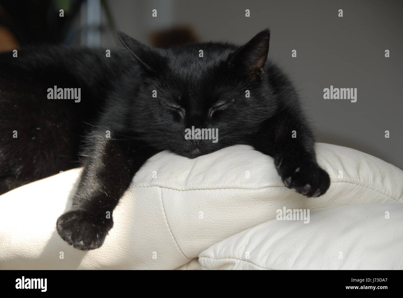 black cat on the couch Stock Photo - Alamy