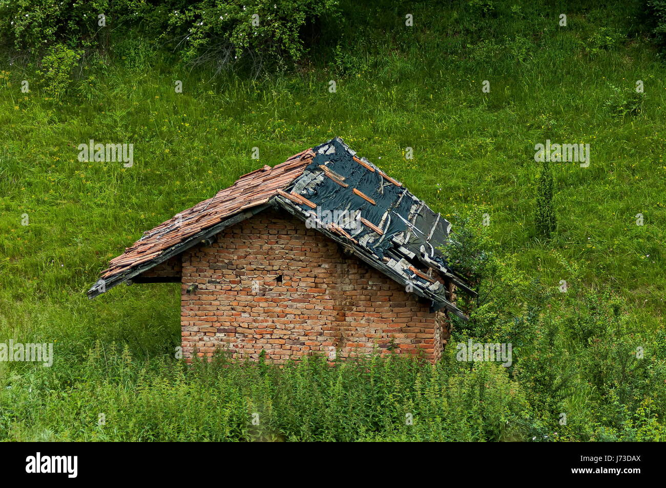 Majestic spring fresh meadow with different grass, blossom wildflower ...